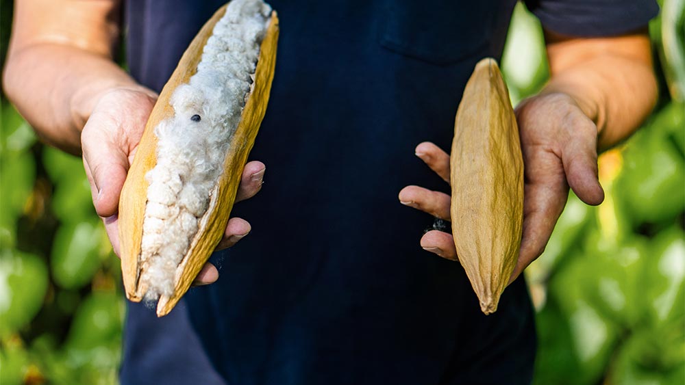 Qu’est-ce que le kapok ? – livasia.fr